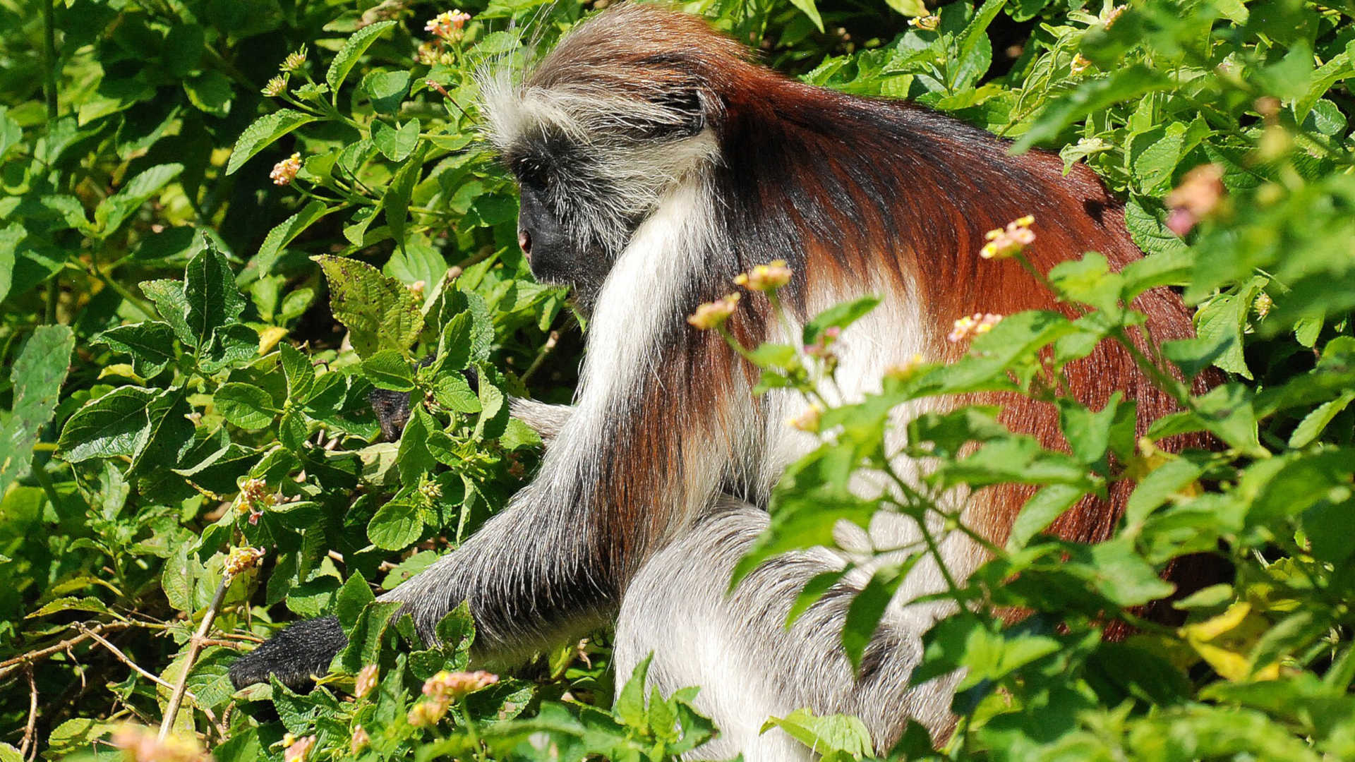 Jozani Forest Zanzibar - Milele Villas Zanzibar